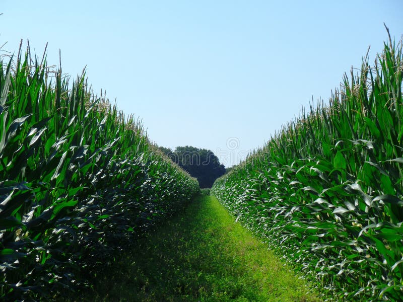 Long Path Way in Corn Field Stock Image - Image of soil, vegetation ...