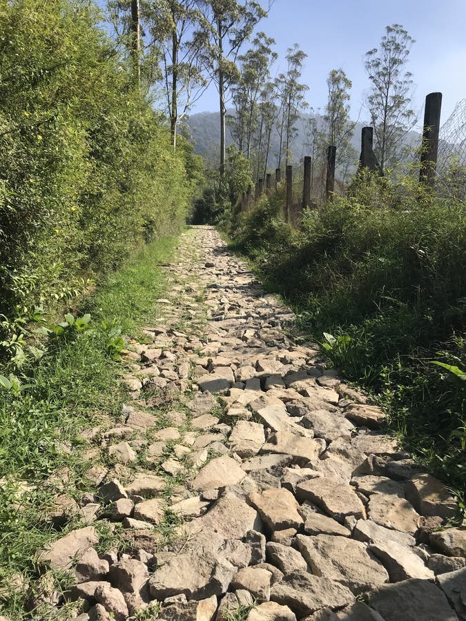 A Long Path True the Forest Whit Pine on Both Side Stock Image - Image ...