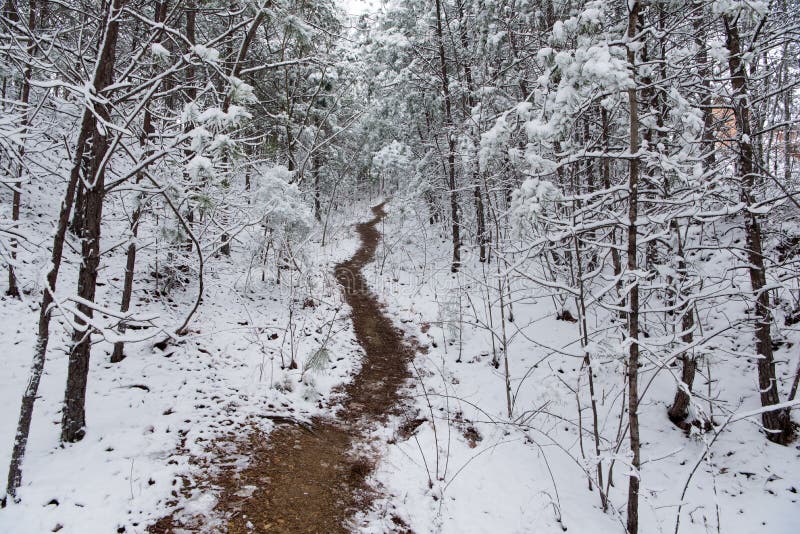 Long Path in the Winter Forest Stock Image - Image of outdoor, path ...