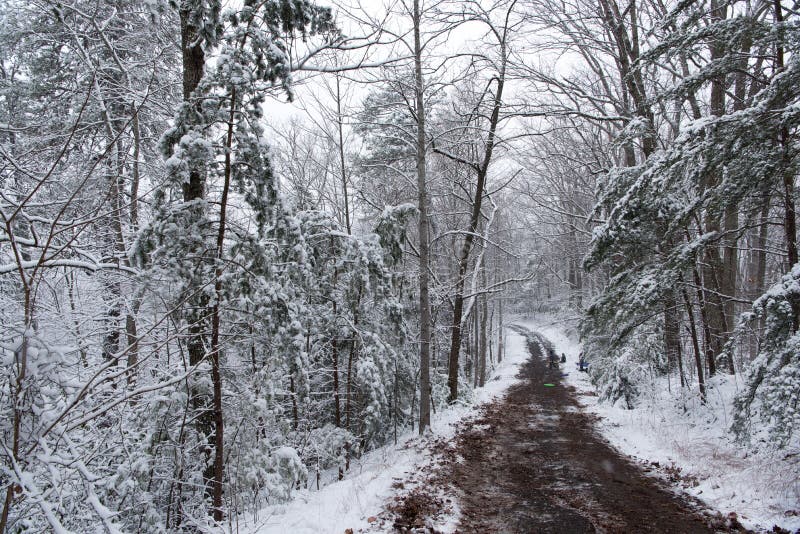 Long Path in the Winter Forest Stock Image - Image of outdoor, path ...
