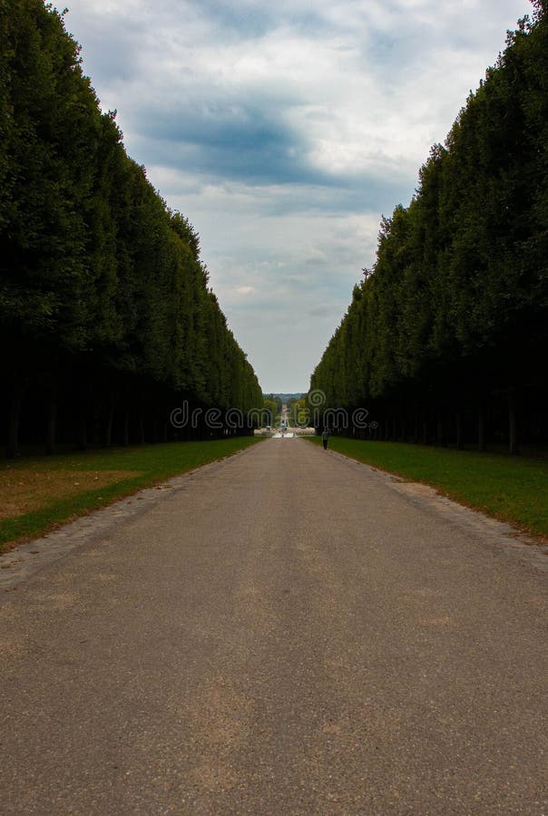 Long Pathway Lined with Tall Trees on Both Sides Under a Cloudy Sky ...