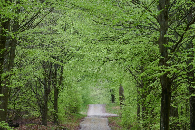 Long Pathway in a Lush Green Forest Stock Image - Image of branches ...