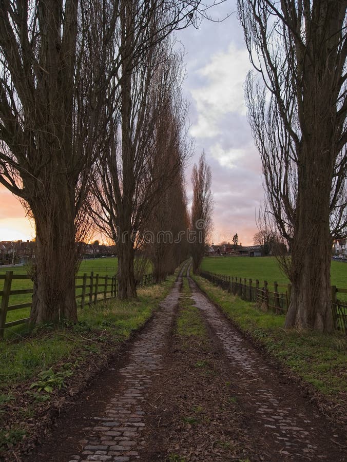 Long Pathway Covered with Fallen Autumn Leaves Surrounded by Beautiful ...