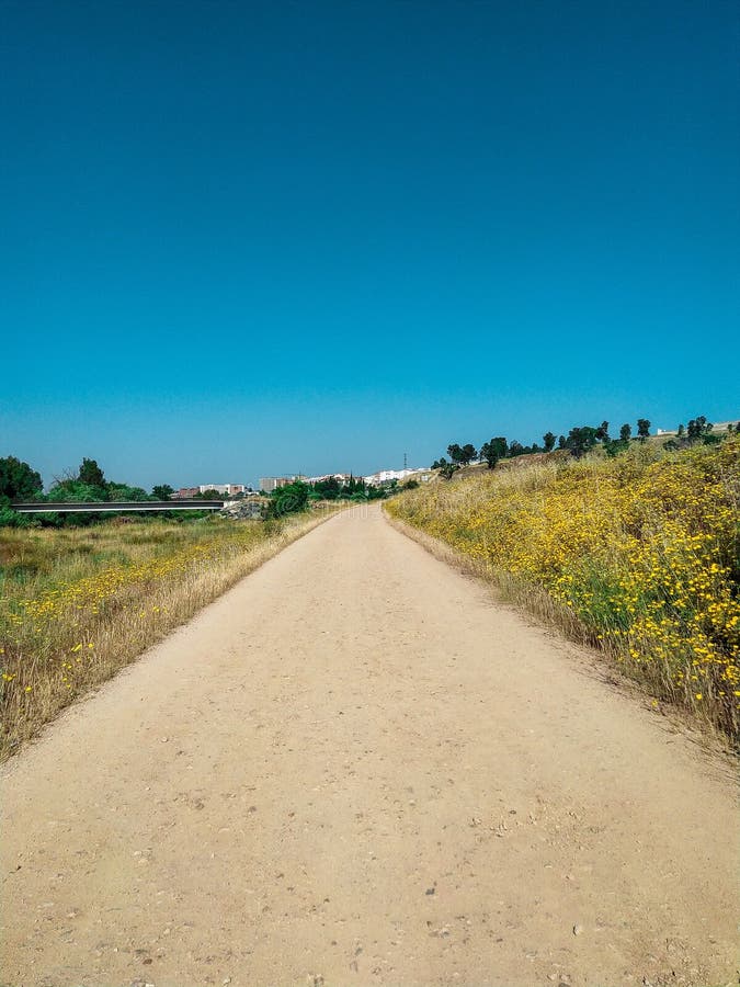 Long Pathway Surrounded by Greens and Trees in the Forest Stock Image ...