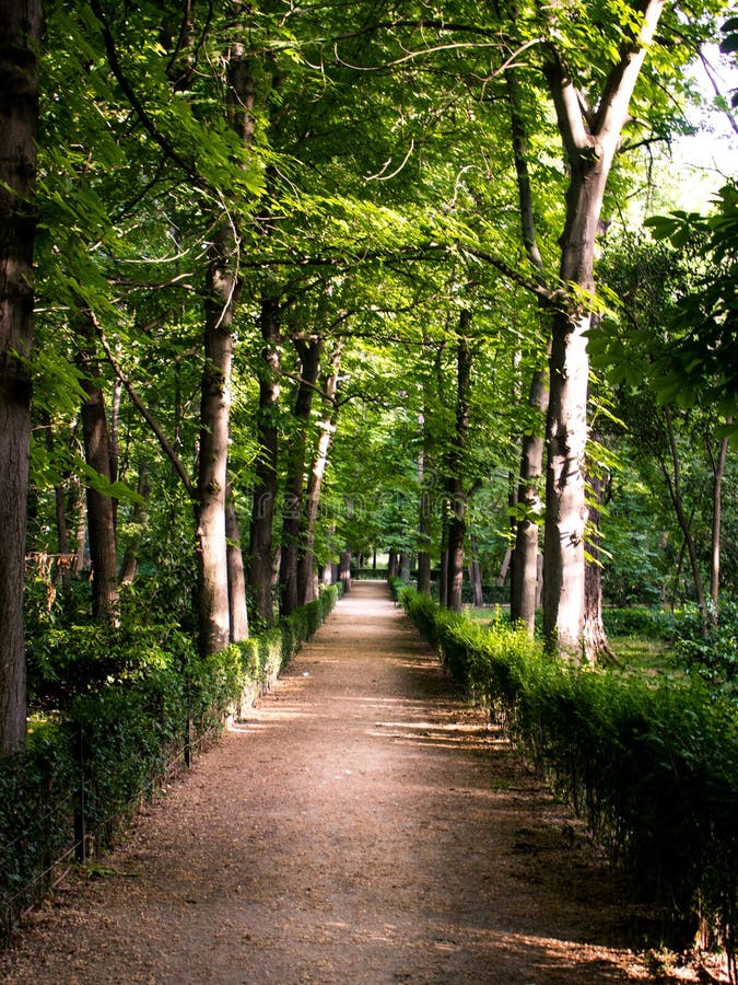 Long Pathway Surrounded by Greens and Trees in the Forest Stock Image ...