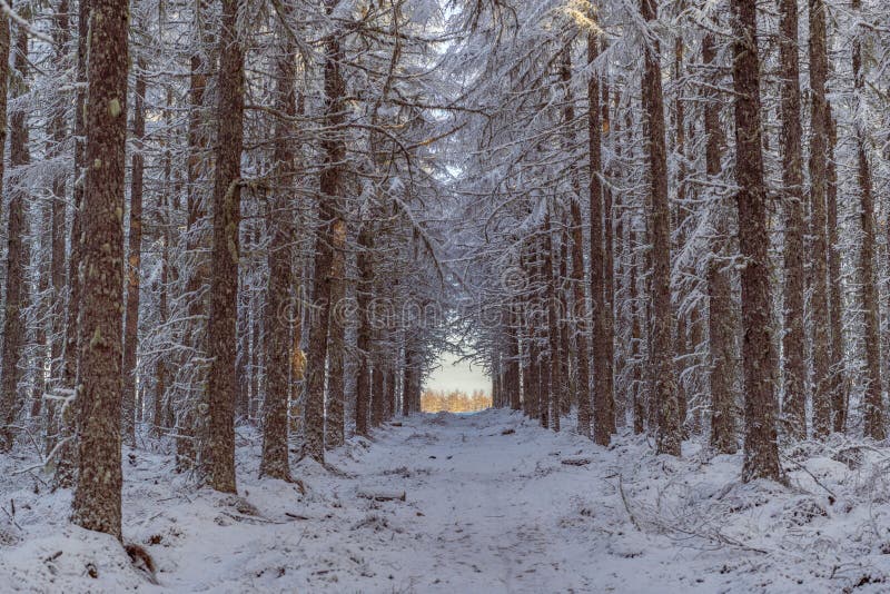 Long Pathway Surrounded by Snowy Trees in a Dense Forest during the ...