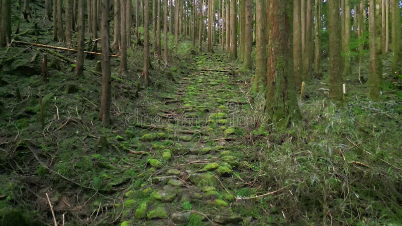 Long Pathway through Tall Trees in a Mossy Forest at the Daytime in ...