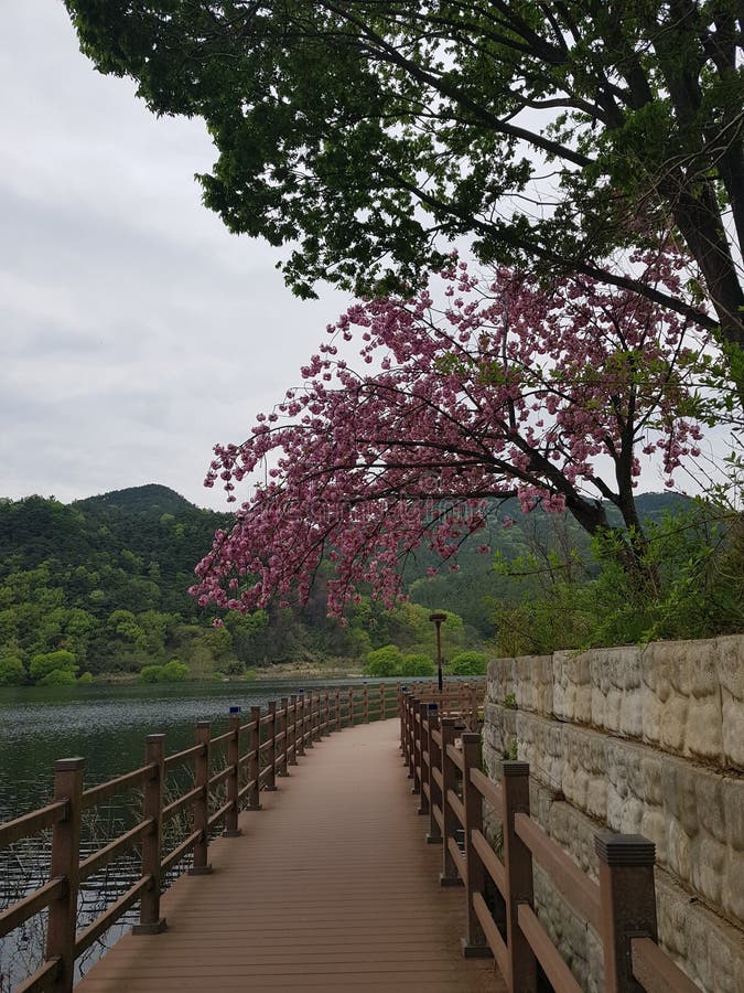 A Long Pathway To the Mountains Stock Photo - Image of nature, wall ...