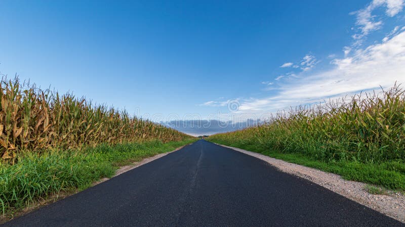 A Long Paved Road Runs Towards the Horizon Passing Three Cornfields ...