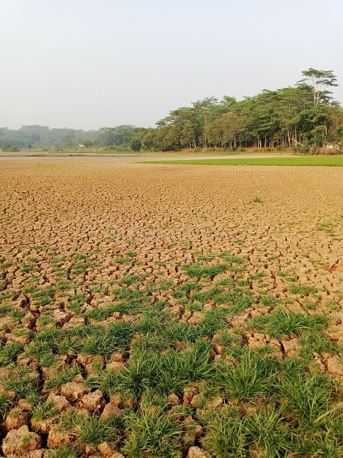 Long Peak of Dry in October Stock Photo - Image of field, plantation ...