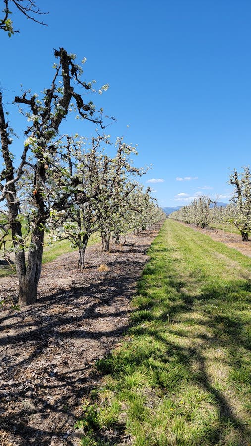 Long Pear Orchard in Blossom Stock Image - Image of leaf, shrub: 244242529