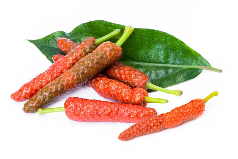 Fresh Idian Long Pepper Piper Longum ,Piper Retrofractum Stock Photo ...