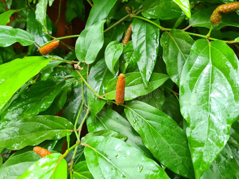 Long Pepper is a Condiment that Uses Condiments. and the Ingredients of ...