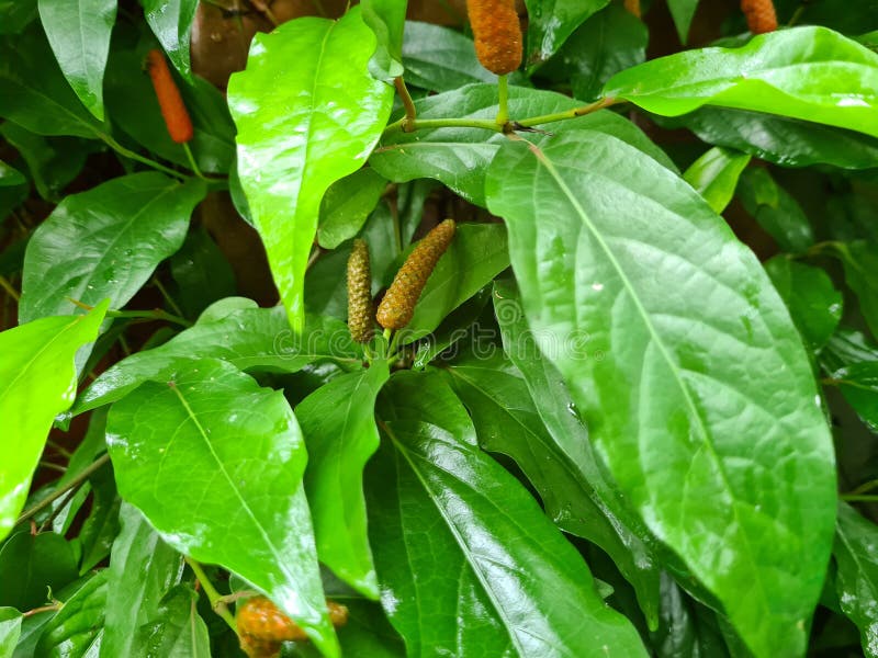 Long Pepper is a Condiment that Uses Condiments. and the Ingredients of ...