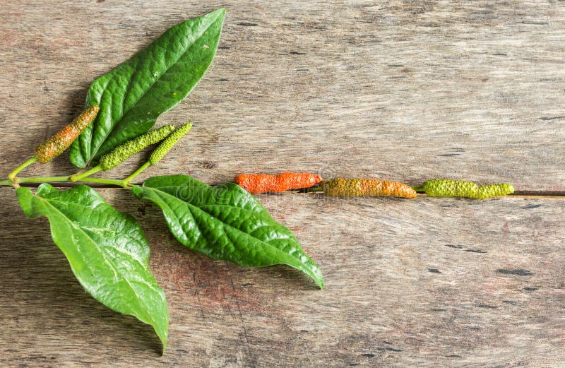 Long Pepper stock image. Image of growing, nature, javanese - 62600279