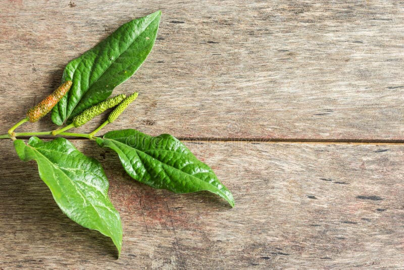Long Pepper stock image. Image of growing, nature, javanese - 62600279