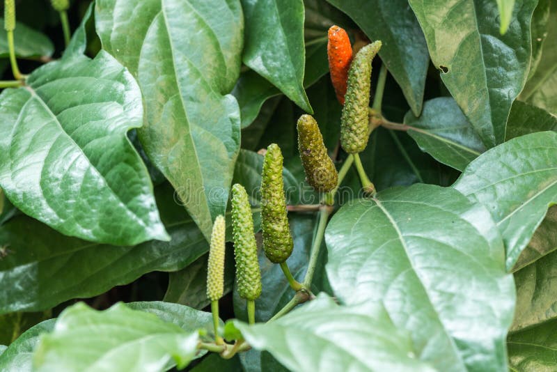Long Pepper stock image. Image of growing, nature, javanese - 62600279