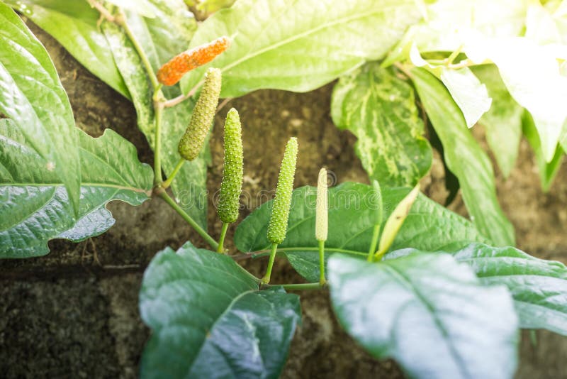 Long Pepper Indian Piper Longum Tree Stock Photos - Free & Royalty-Free ...