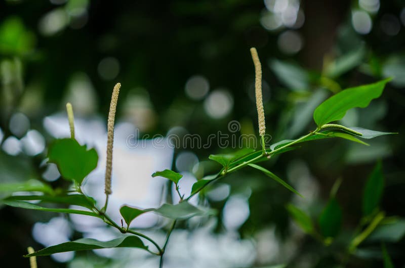 Long pepper stock photo. Image of gren, inflorescence - 43006894