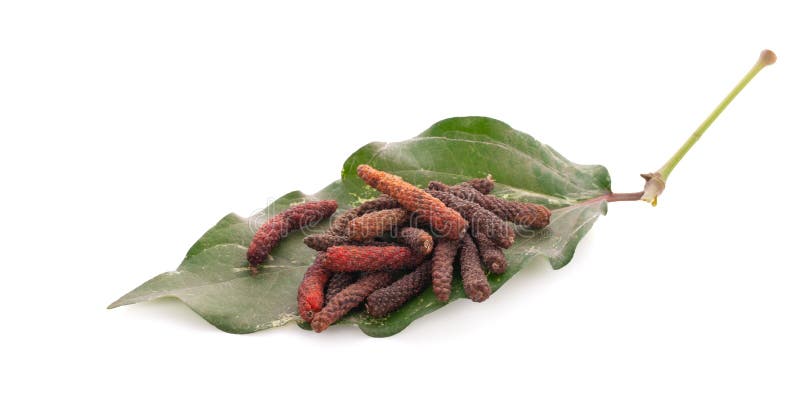 Long Pepper Indian Piper Longum Tree Stock Photos - Free & Royalty-Free ...