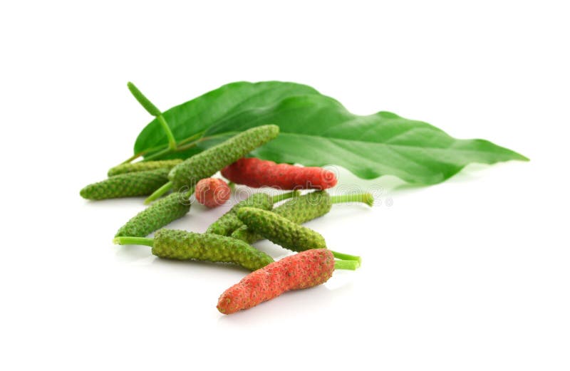 Long Pepper or Piper Longum on White Background. Stock Image - Image of ...