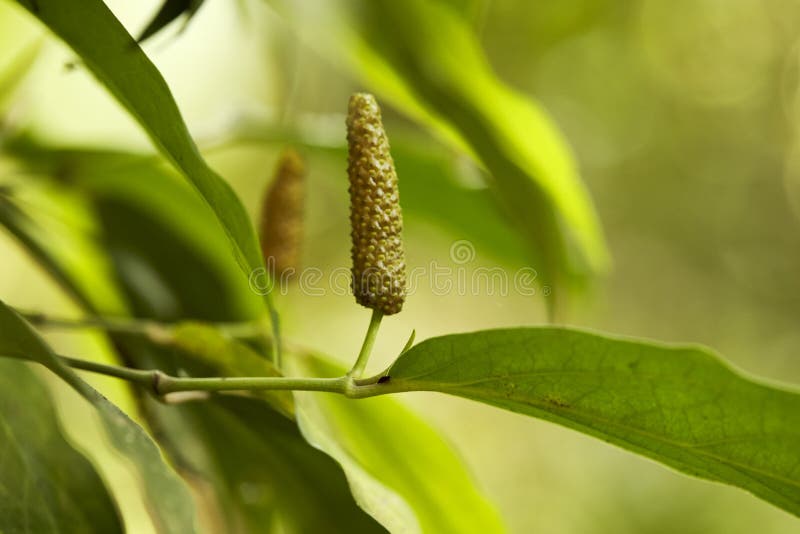 Long Pepper or Piper Longum Stock Image - Image of brown, objects ...