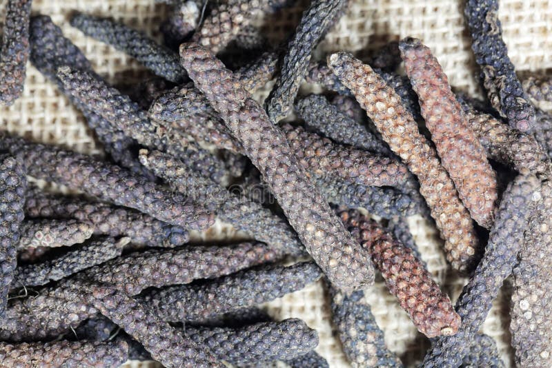 Long pepper Piper longum stock photo. Image of exotic - 109419992