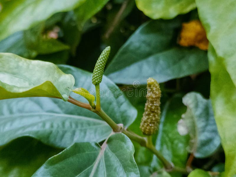 Cubeb Flower Stock Photos - Free & Royalty-Free Stock Photos from ...