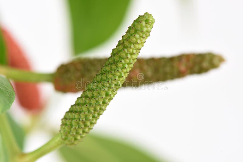 Long Pepper or Piper Longum on Tree. Stock Image - Image of aroma ...