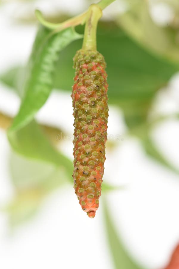 Long Pepper or Piper Longum on Tree. Stock Image - Image of long, berry ...