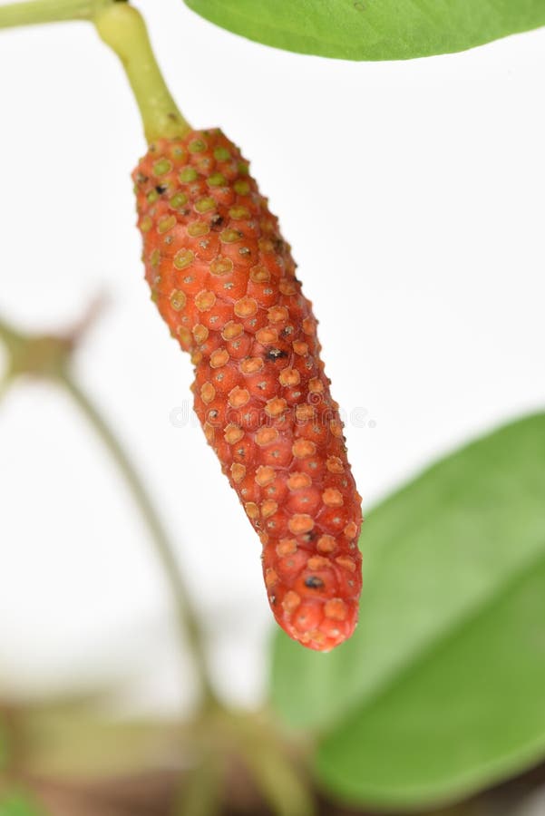 Long Pepper or Piper Longum on Tree. Stock Image - Image of black, tree ...