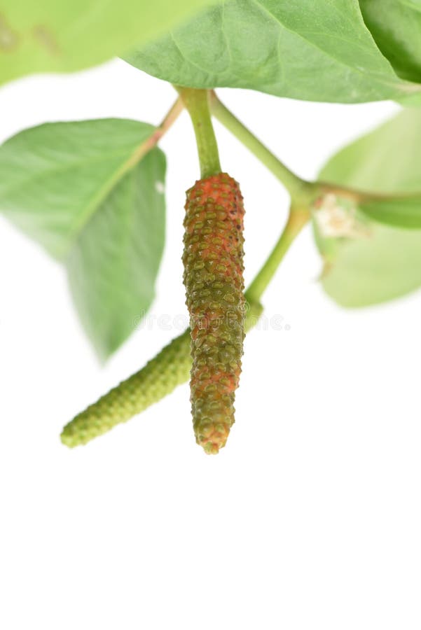Long Pepper or Piper Longum on Tree. Stock Image - Image of aroma ...
