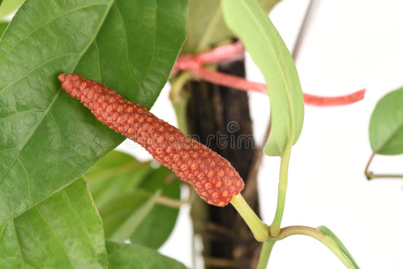 Long Pepper or Piper Longum on Tree. Stock Image - Image of aroma ...