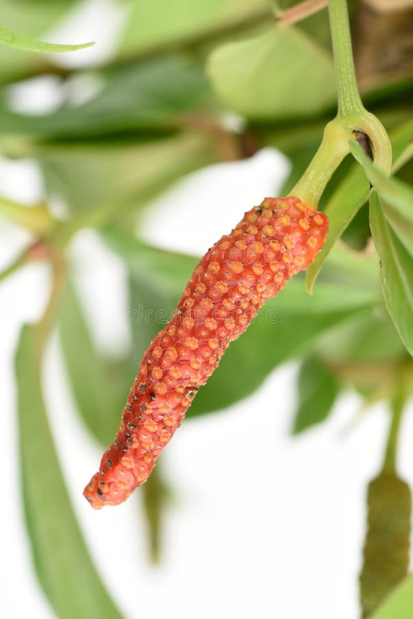 Long Pepper or Piper Longum on Tree. Stock Photo - Image of spice ...