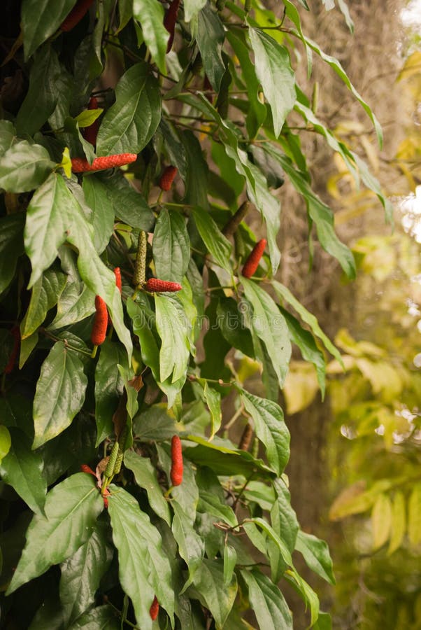 The long pepper tree stock image. Image of flavor, garden - 34767051