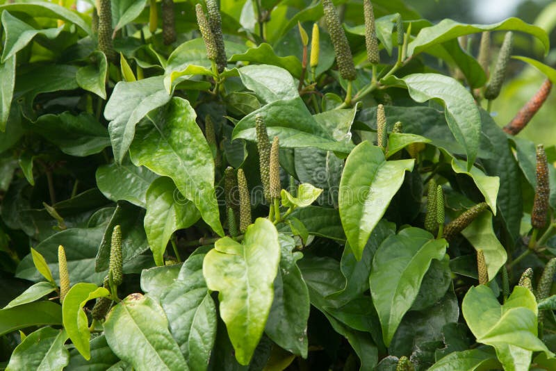 Long pepper stock image. Image of ingredient, environment - 78717823