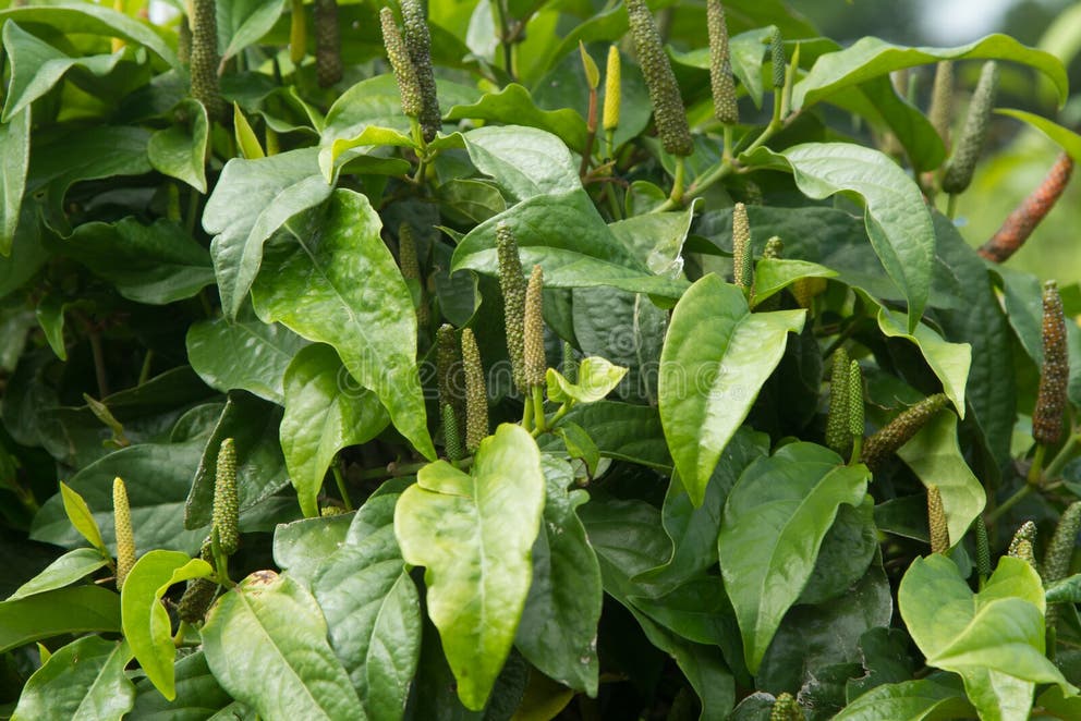 Long pepper stock image. Image of ingredient, environment - 78717823