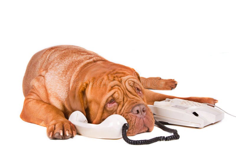 Long Phone Call stock photo. Image of communication, canine - 11869312