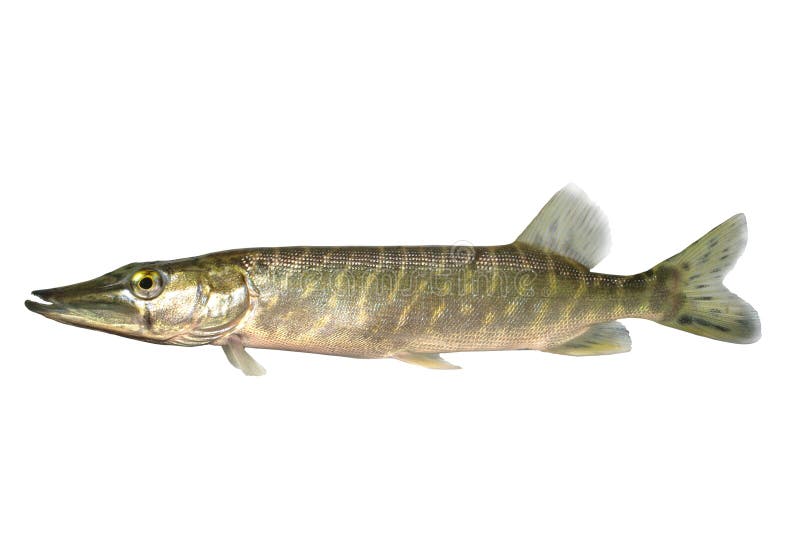 Long eel stock image. Image of freshwater, fish, reef - 19609785