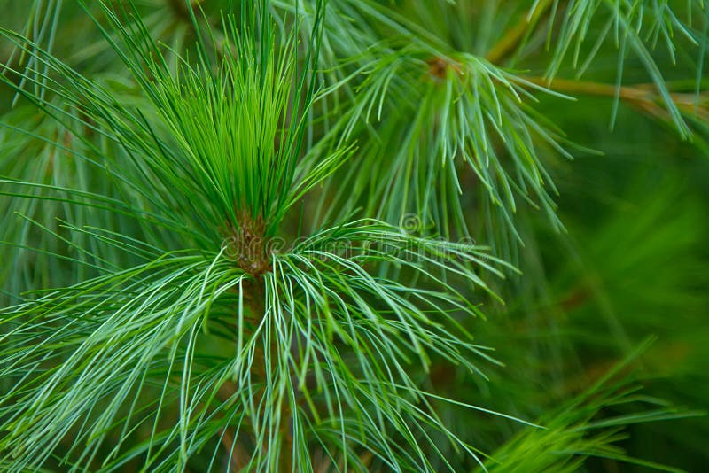 Long Pine Needles and Branches Close-up. Macro Green Tree Stock Image ...