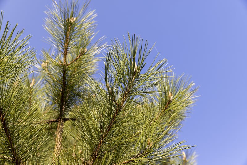 Long Pine Needles in the Spring Season, Close-up of Pine Stock Image ...
