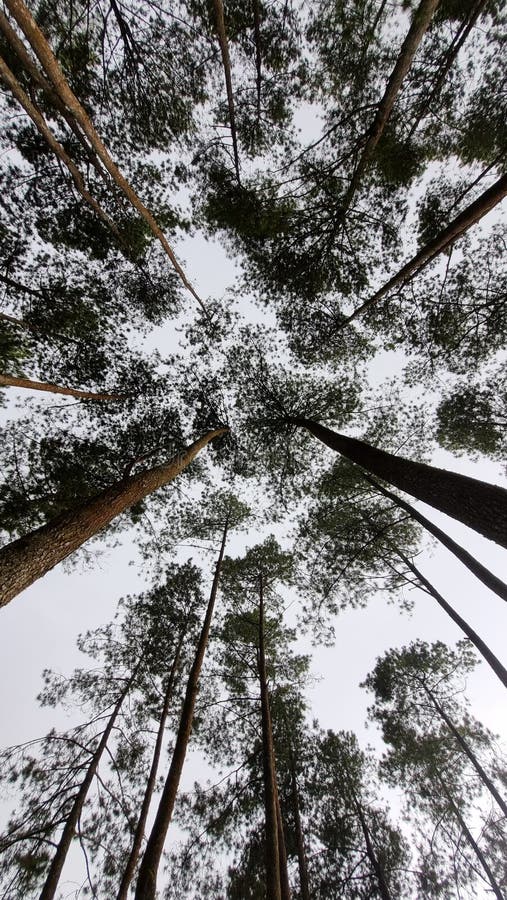 Long Pine Tree in Bandung, West Java, Indonesia Stock Photo - Image of ...