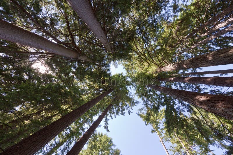 Long Pine Trees stock image. Image of nature, columbia - 16584869