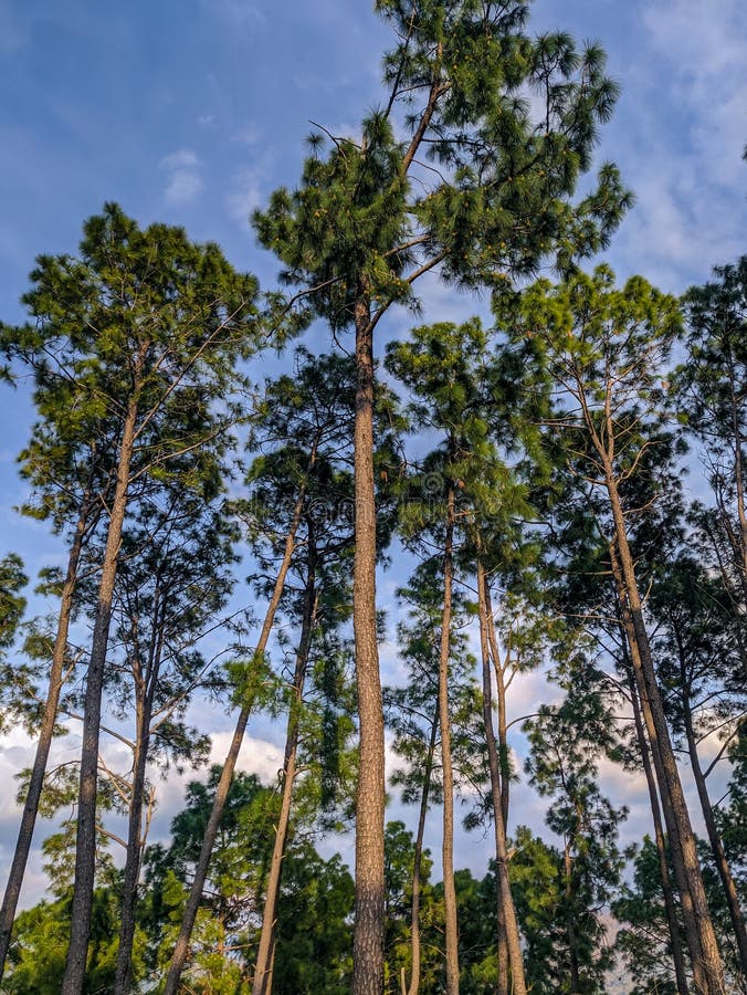 Long Pine Trees in the Dusk. Stock Image - Image of pine, dusk: 184157223