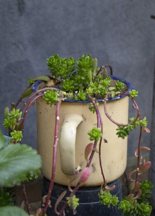 Long plant in a pot stock image. Image of recycle, grow - 168904043