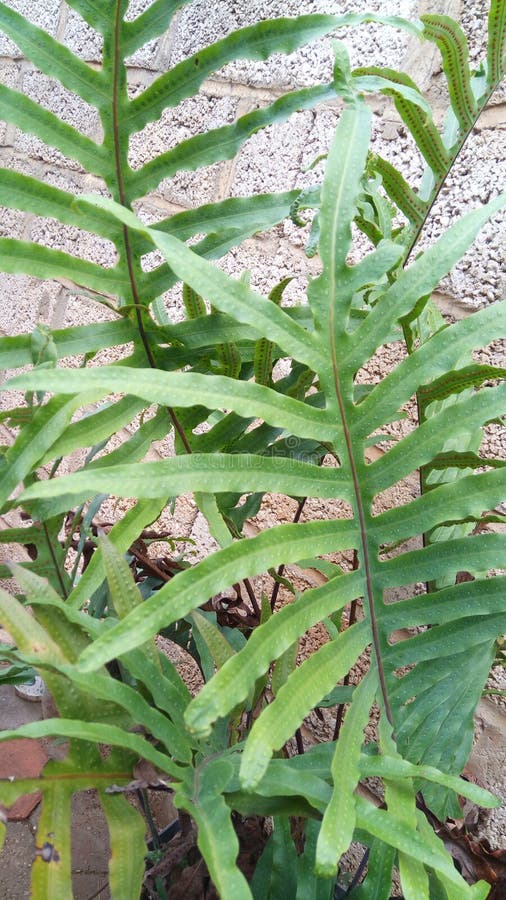 Long Plants in a Pot of Other Assorted Plants Stock Photo - Image of ...