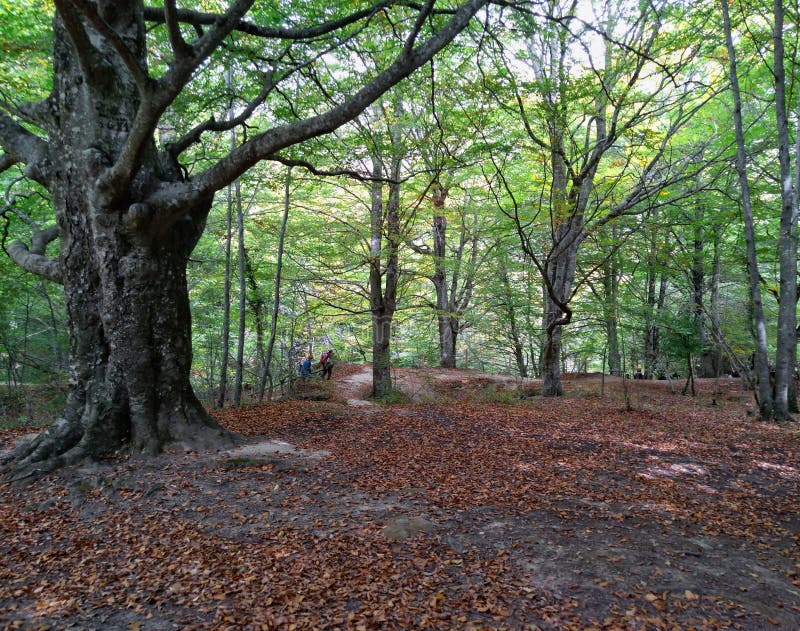 Long Pleasant Path for a Relaxing Walk in the Forest. Stock Photo ...
