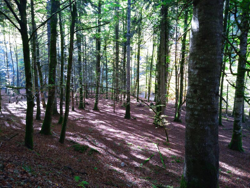Long Pleasant Path for a Relaxing Walk in the Forest. Stock Image ...