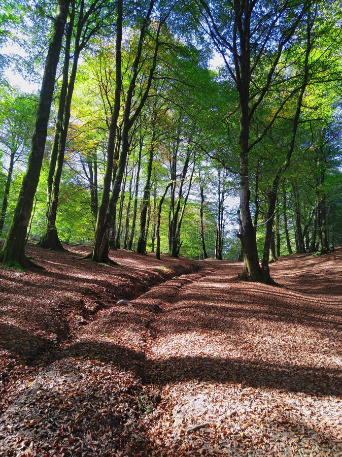 Long Pleasant Path for a Relaxing Walk in the Forest. Stock Photo ...