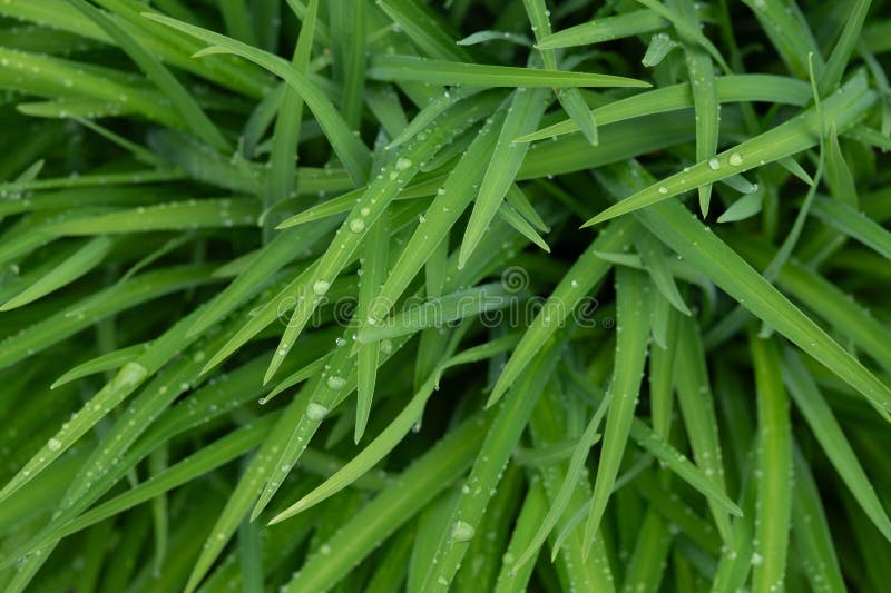 Long Pointy Green Leaves with Rain Drops Stock Image - Image of macro ...